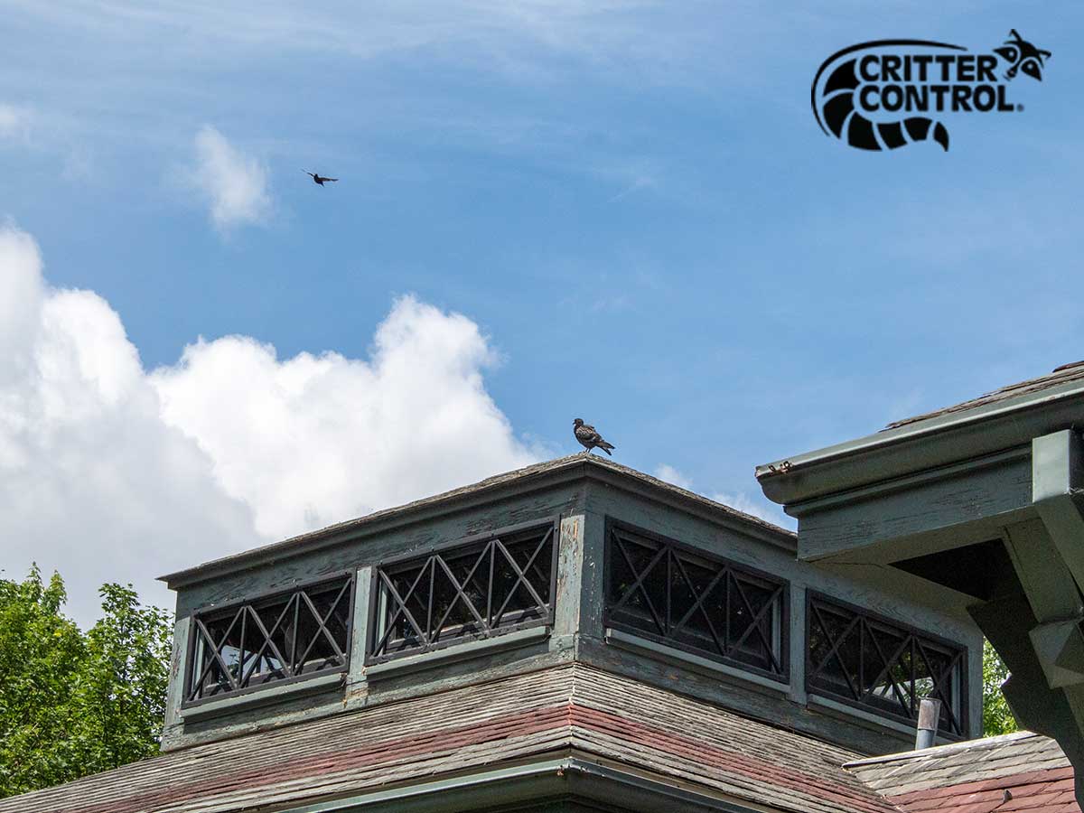 Bird Removal Services In Allison Park | Critter Control Of Pittsburgh