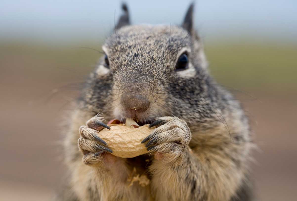 Squirrel Removal In Murrysville | Critter Control Of Pittsburgh
